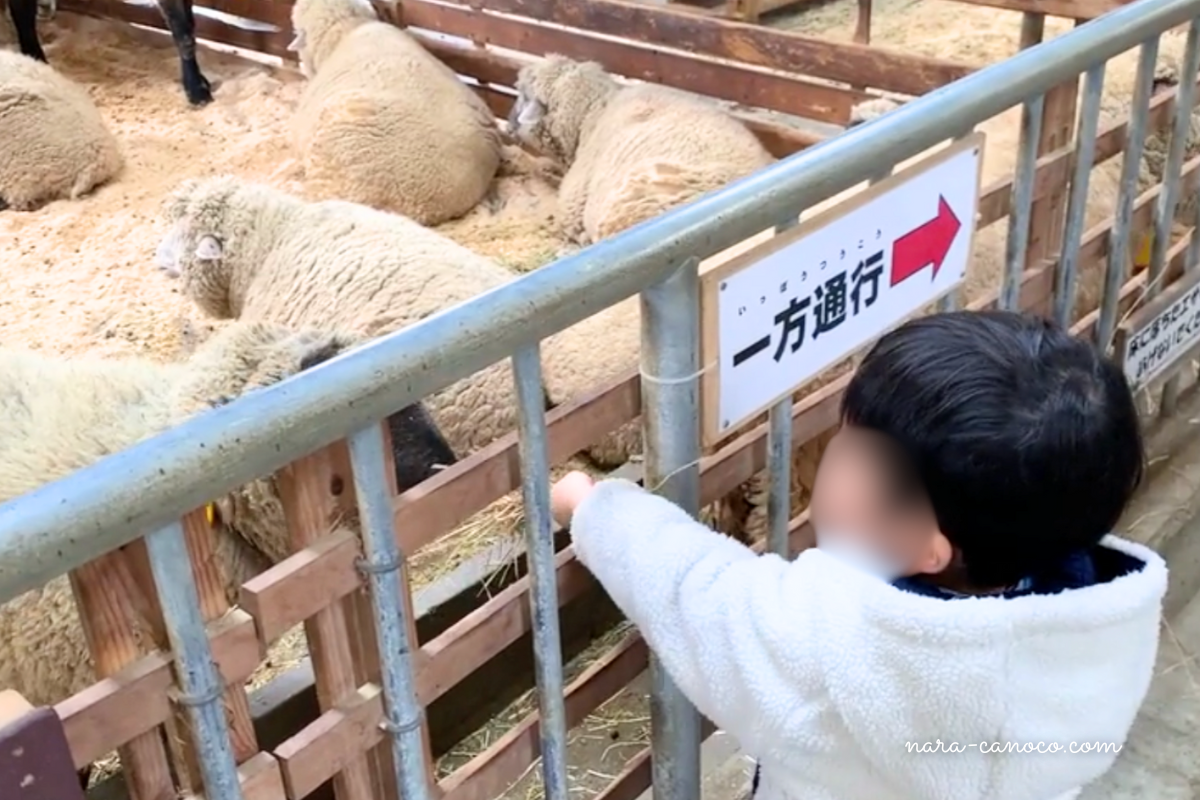 【うだ・アニマルパーク】動物と触れ合える！無料の最強子連れスポット／宇陀市 | canoco