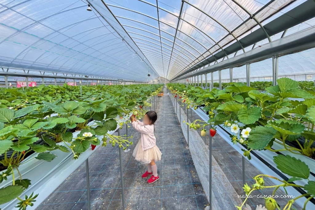 【LIP〜幸せいちご園〜】いちご農園プロデュースのいちごカフェ♡いちご狩りも予約スタート！／五條市 | canoco