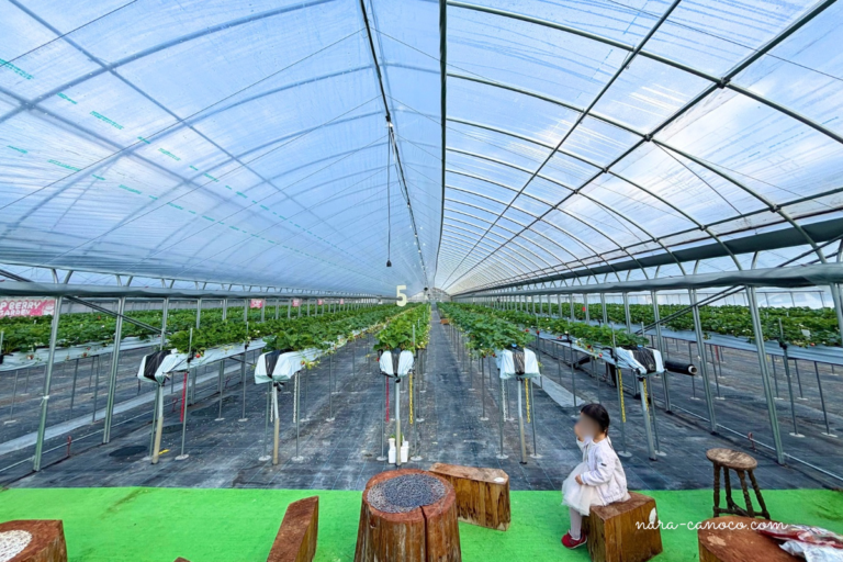 【LIP〜幸せいちご園〜】いちご農園プロデュースのいちごカフェ♡いちご狩りも予約スタート！／五條市 | canoco